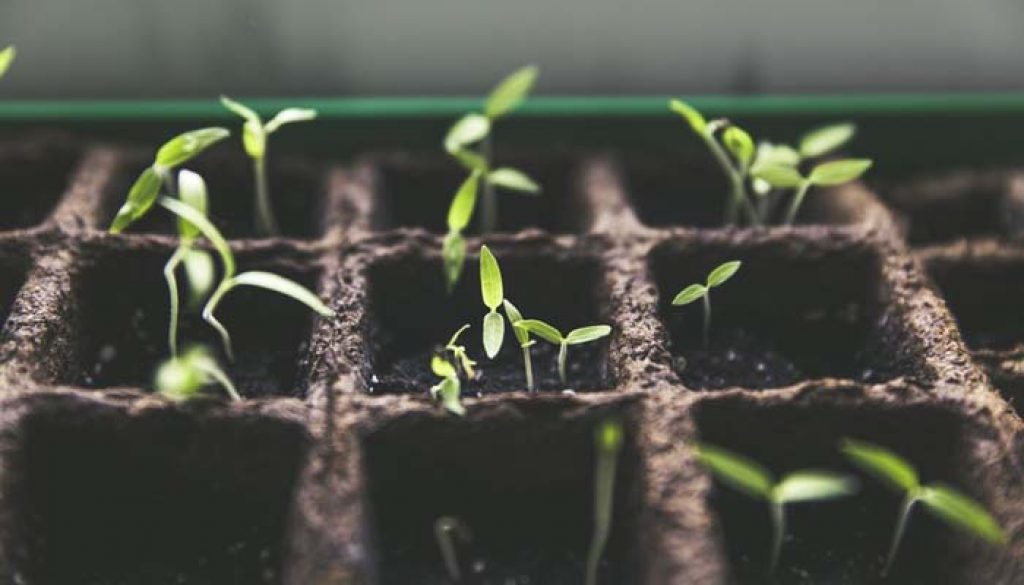How To Grow Organic Food At Home 2026