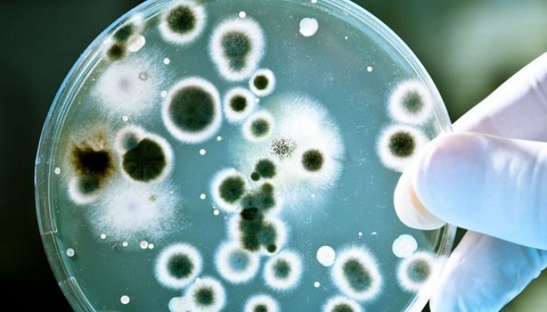 Treating Bacterial Infections With Meropenem: A Prismatic Study 2025